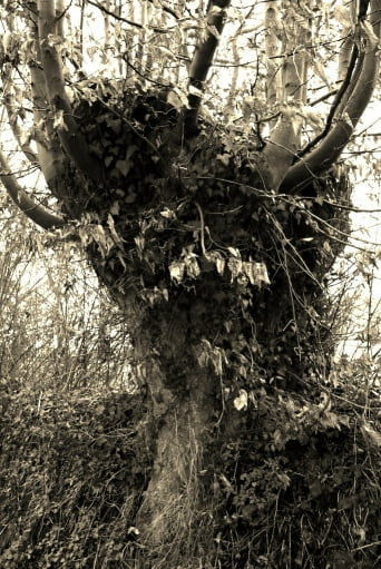 Tout le charme… – Le bric-à-brac de Jean-Baptiste Evette